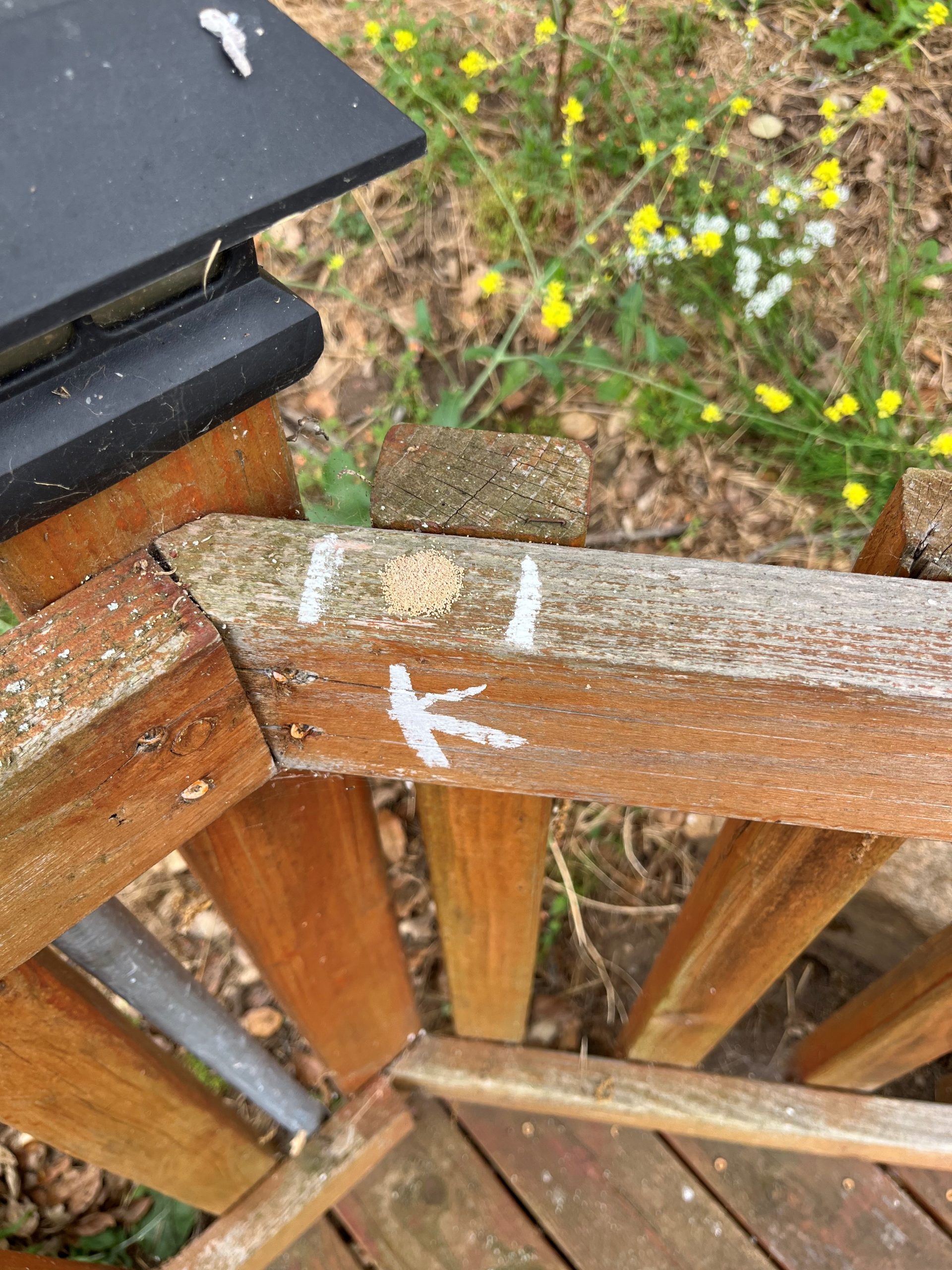 Termite Treatment Options: Which One is Best for Your Home? - Kennedy ...